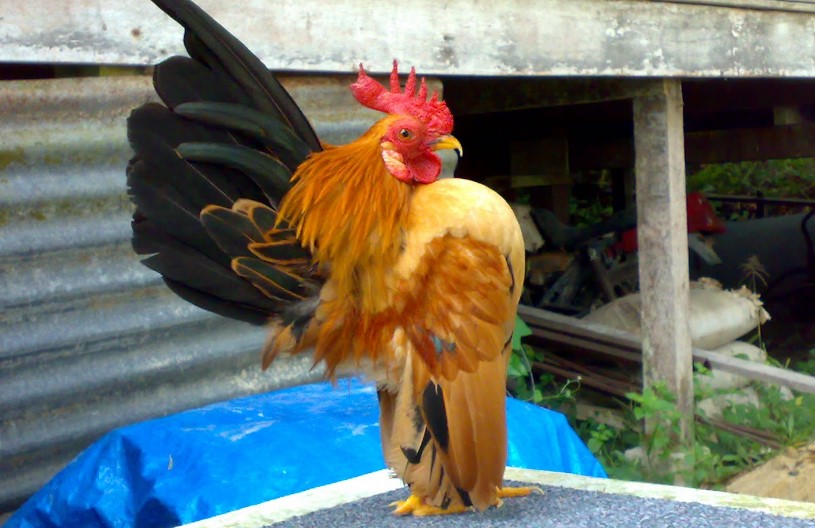 Jenis Ayam Hias dan Harganya: Menyelami Keragaman dan Nilainya – Tentang Ayam