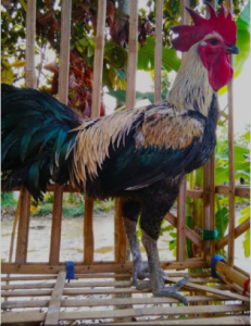 Mengenal Ayam Pelung Unggas Gagah dengan Suara yang Memikat – Tentang Ayam